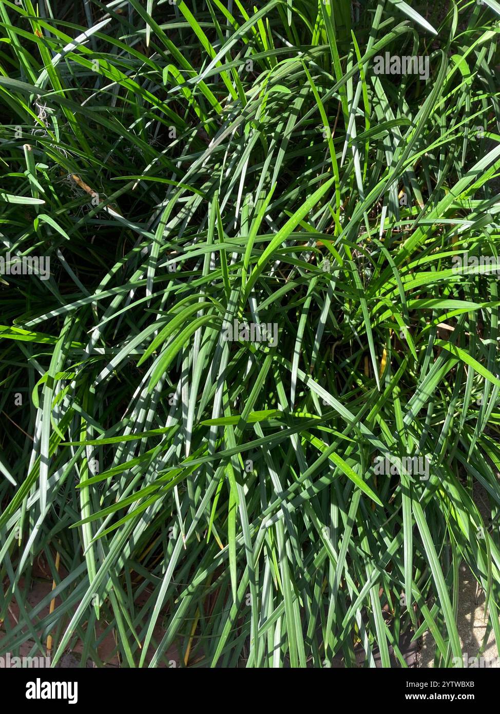 grasses, sedges, cattails, and allies (Poales Stock Photo - Alamy