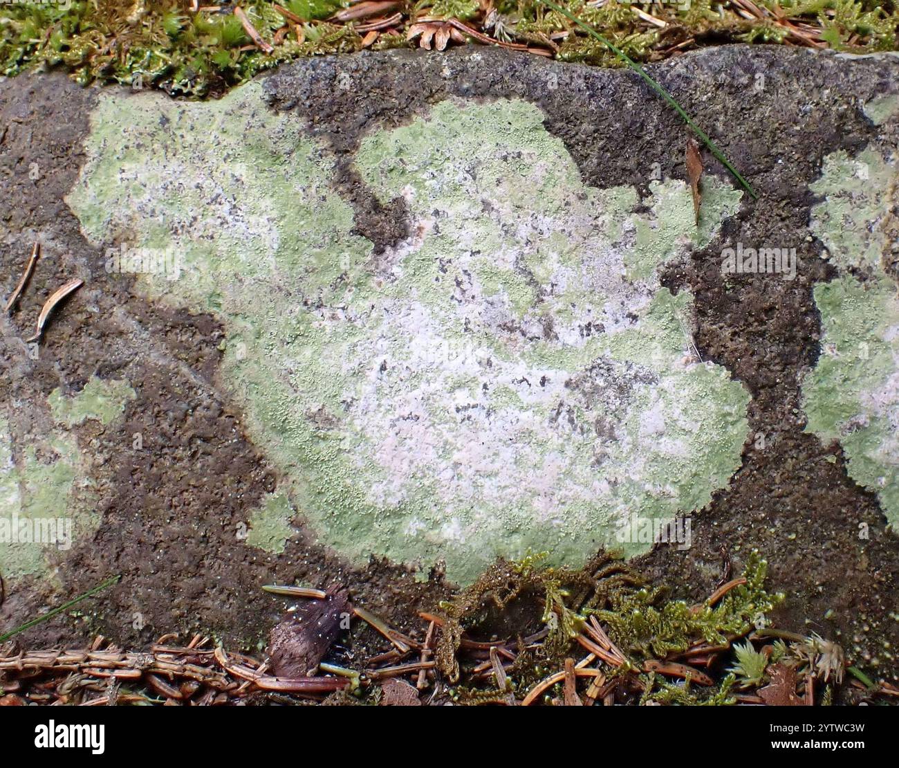 Brown Beret Lichen (Baeomyces rufus Stock Photo - Alamy