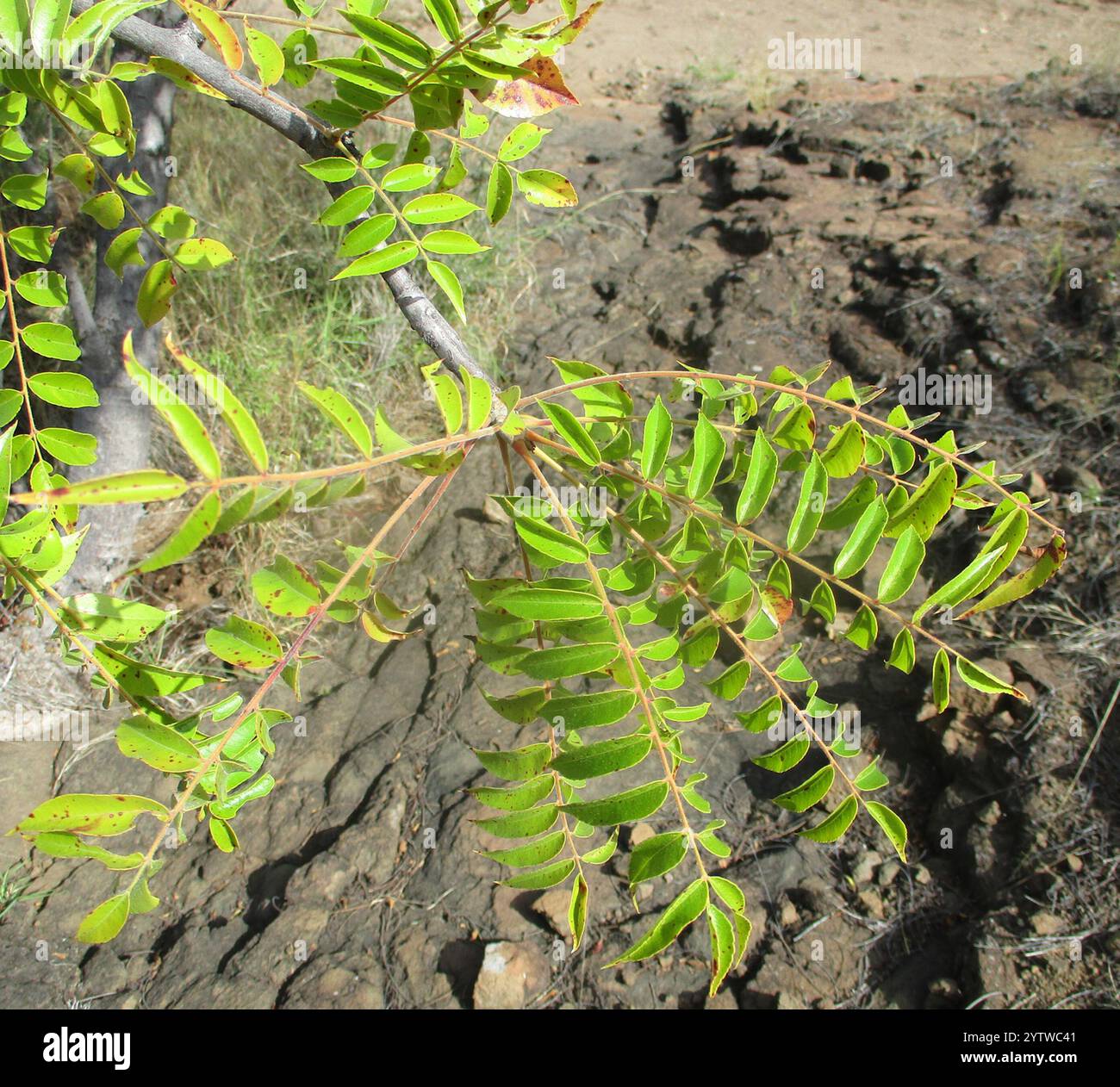 Kirkia (Kirkia acuminata Stock Photo - Alamy