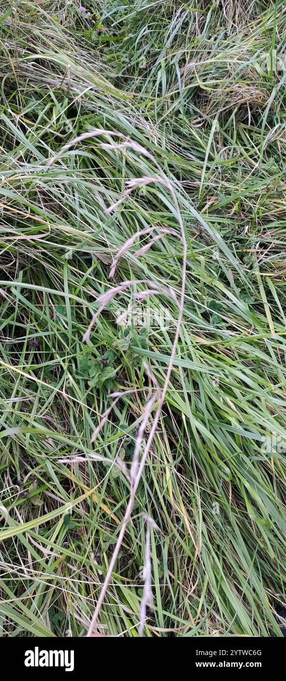 tall fescue (Lolium arundinaceum Stock Photo - Alamy