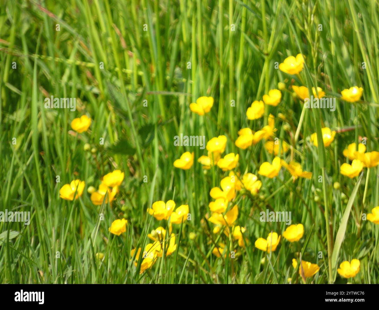 Multi-flowered Buttercup (Ranunculus polyanthemos Stock Photo - Alamy