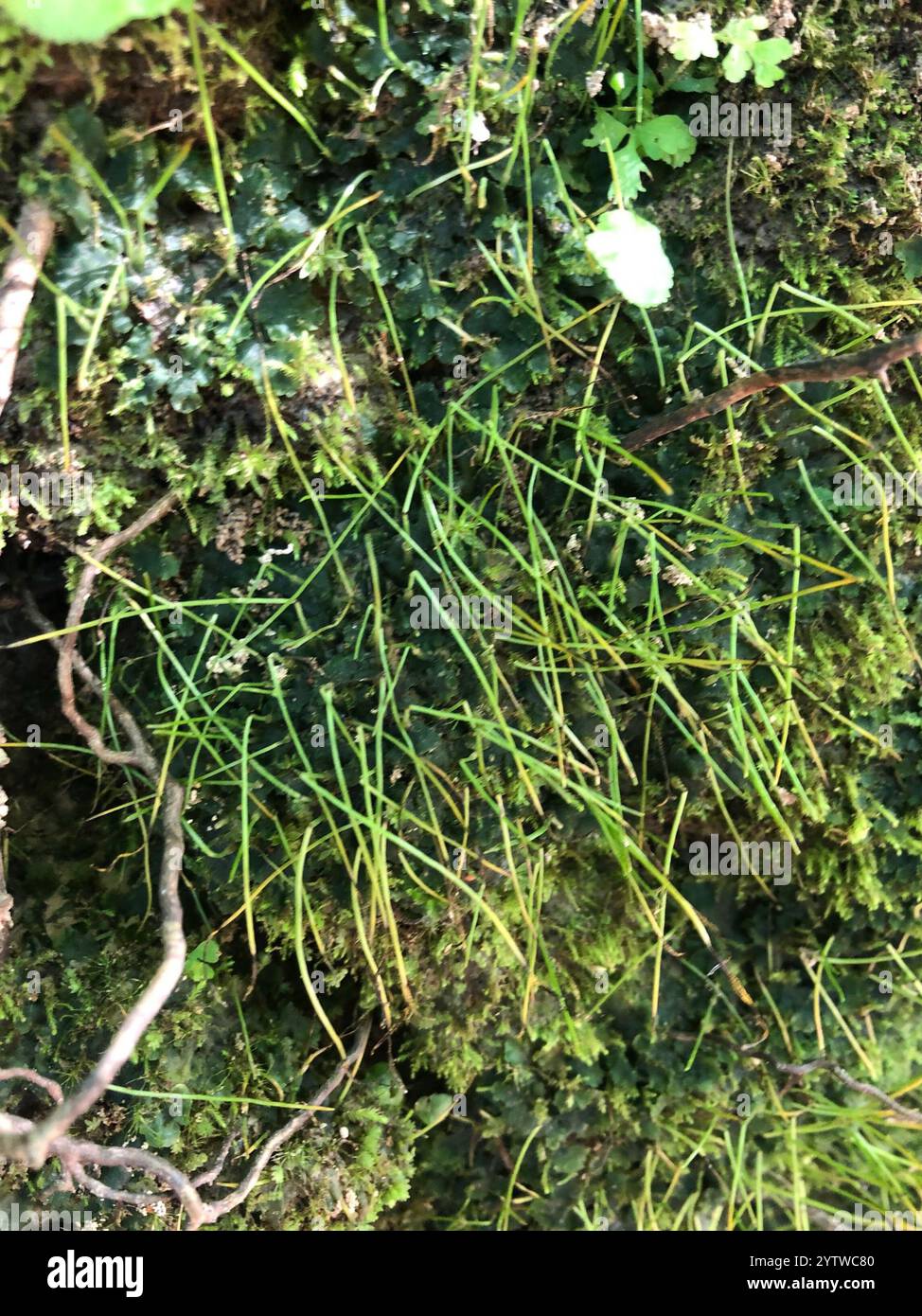 Carolina hornwort (Phaeoceros carolinianus Stock Photo - Alamy