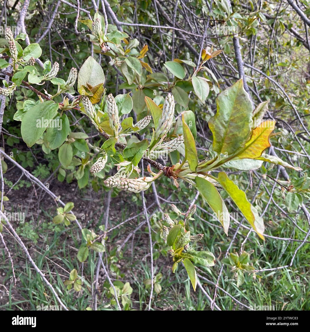 chokecherry (Prunus virginiana Stock Photo - Alamy