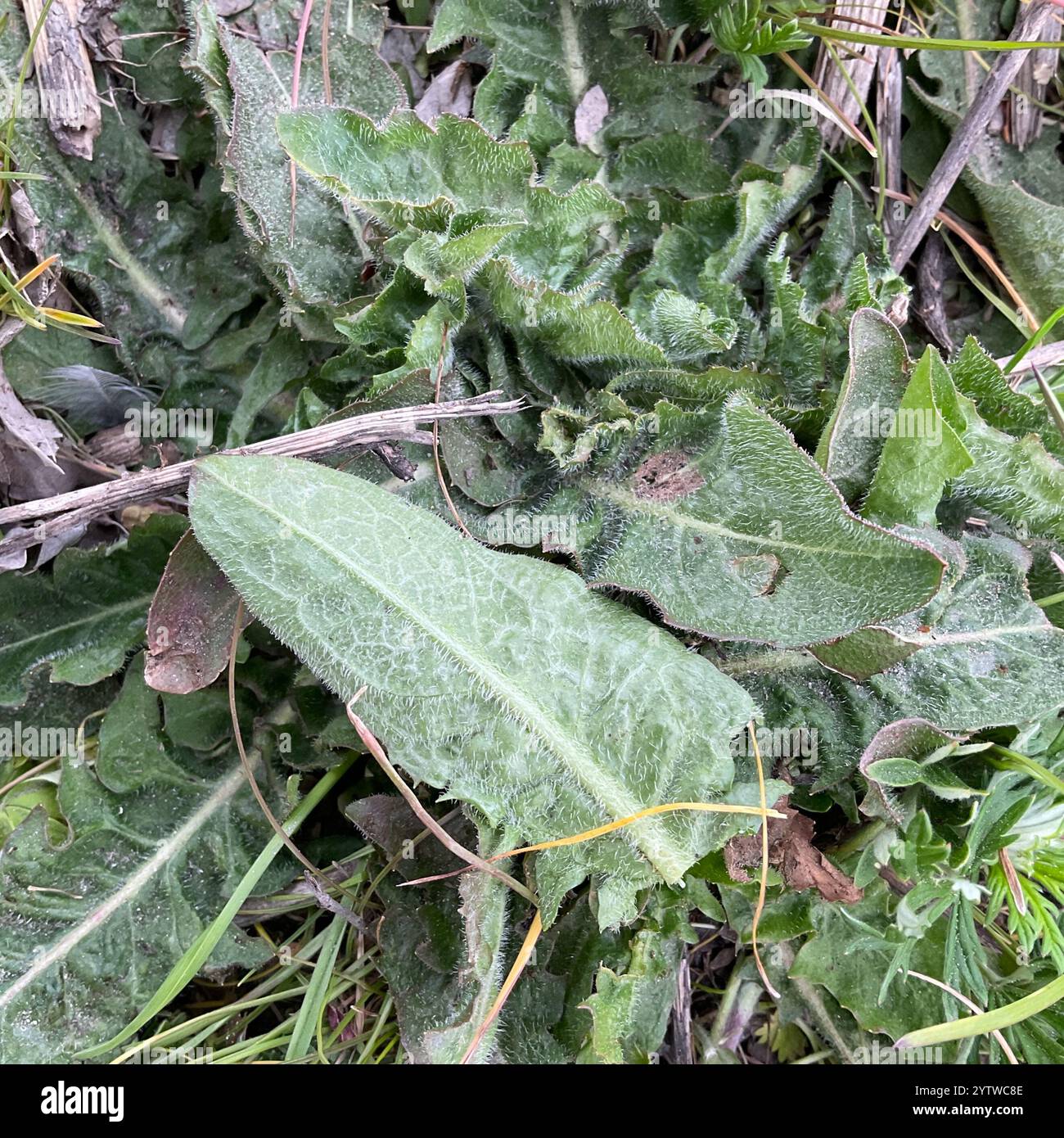 Common Cat's-ear (Hypochaeris radicata Stock Photo - Alamy