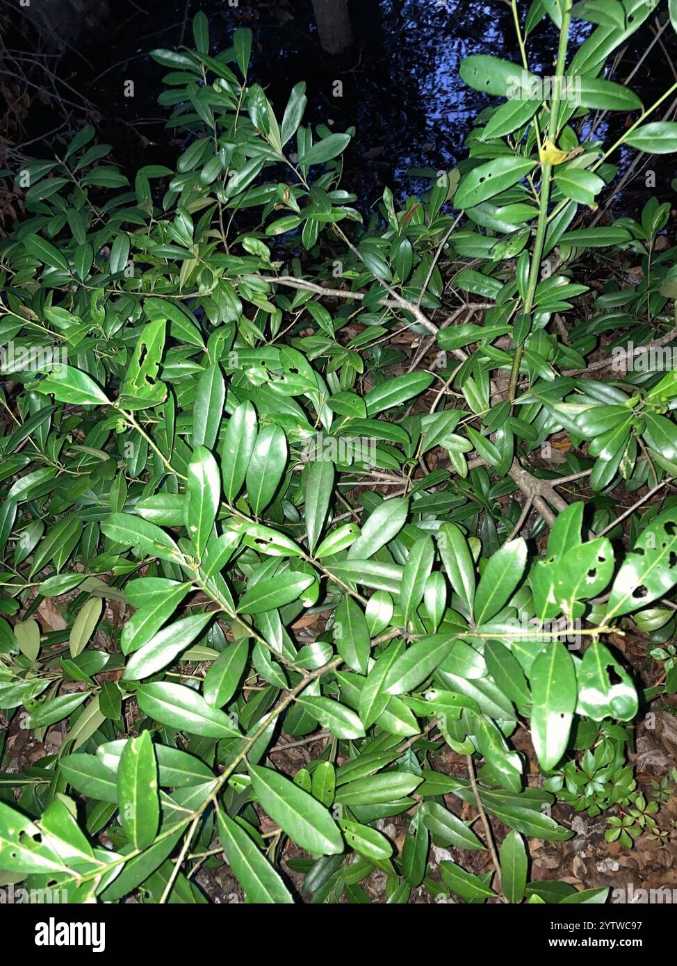 dahoon holly (Ilex cassine Stock Photo - Alamy