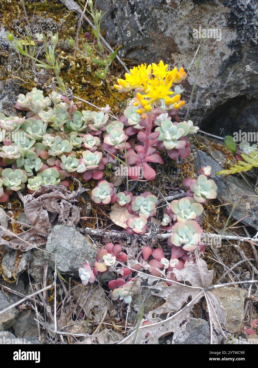 Broad-leaved Stonecrop (Sedum spathulifolium Stock Photo - Alamy