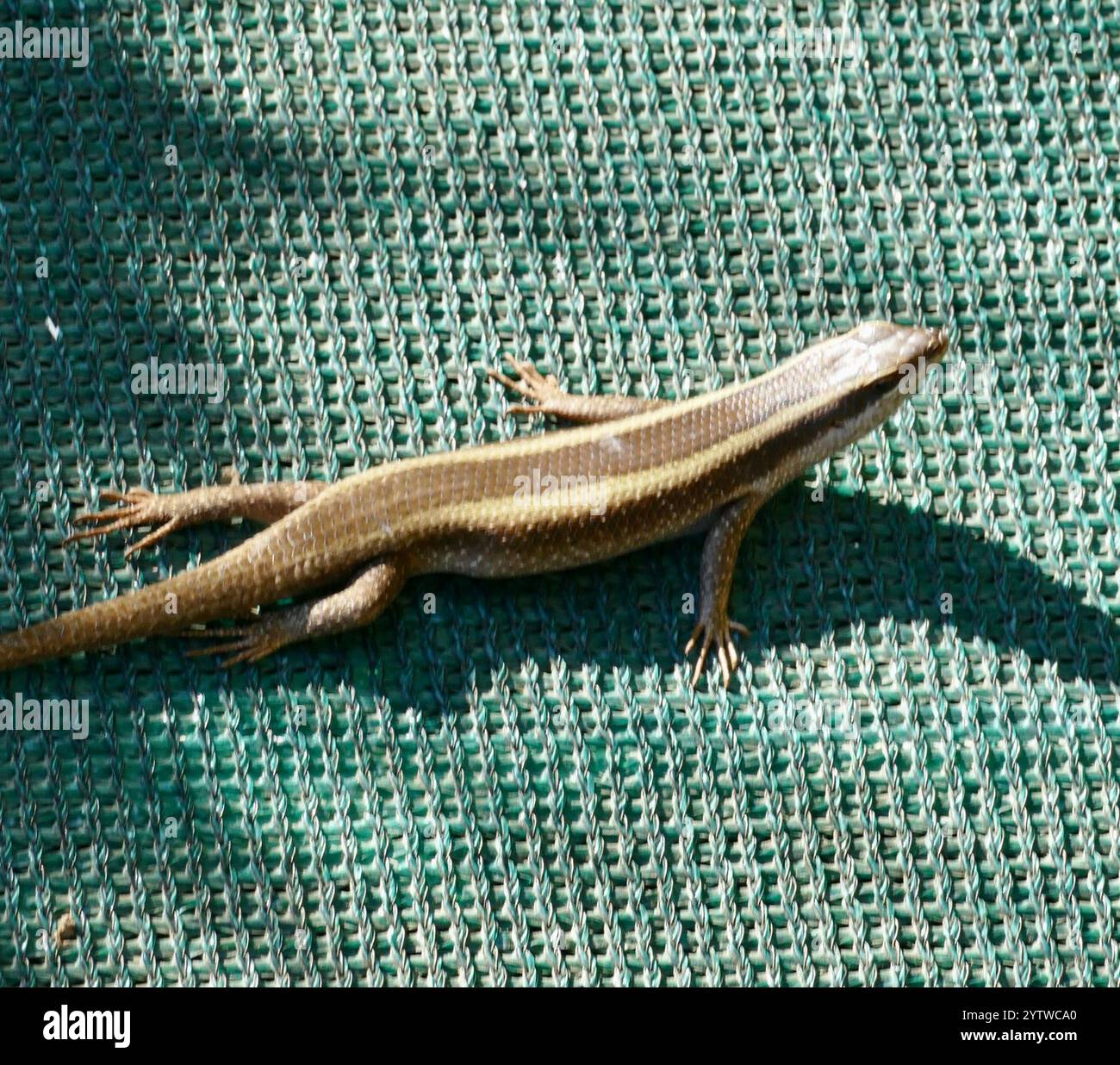 Trachylepis striata hi-res stock photography and images - Alamy