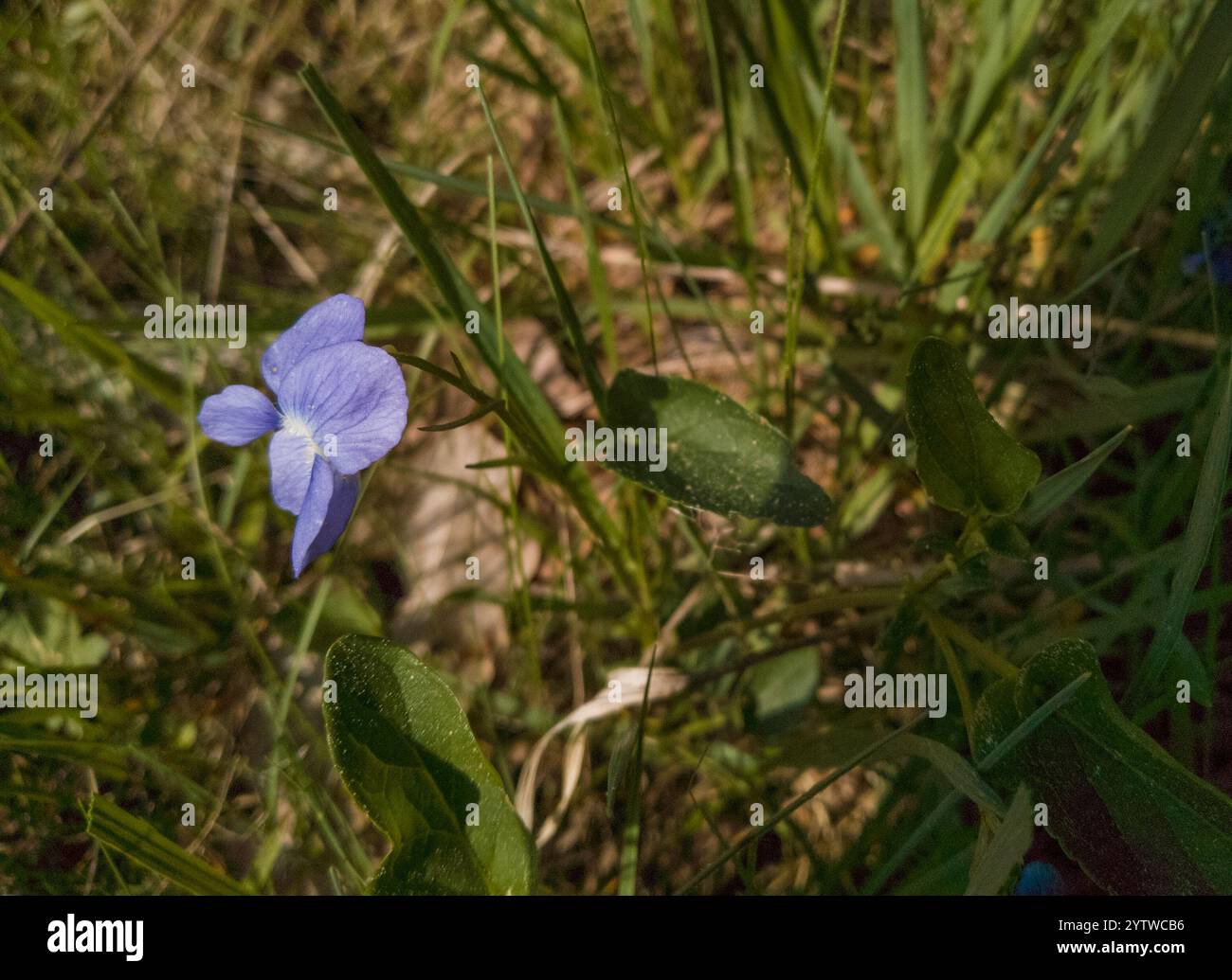 Heath Dog-Violet (Viola canina Stock Photo - Alamy