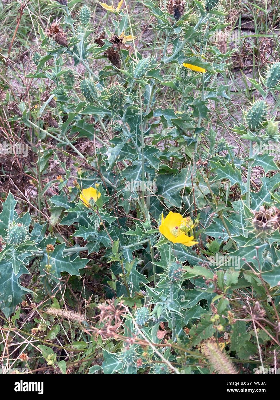 Mexican prickly poppy (Argemone mexicana Stock Photo - Alamy