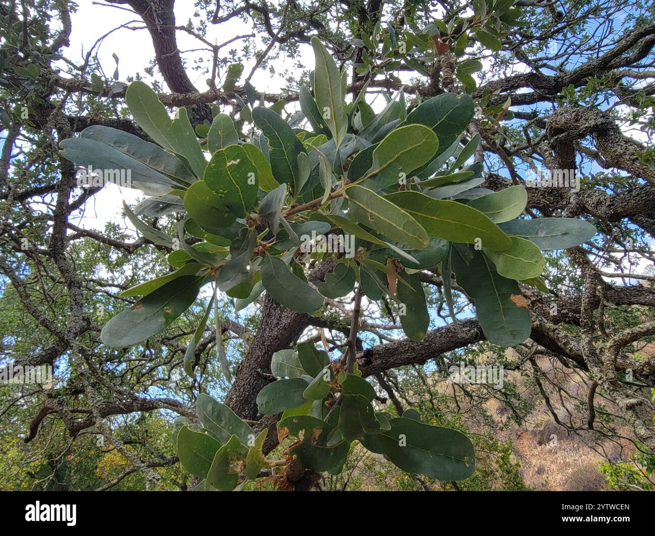 blue oak (Quercus douglasii Stock Photo - Alamy