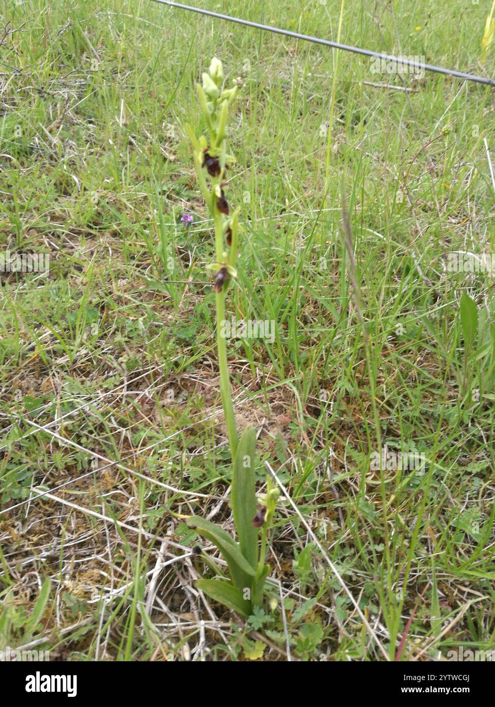 Fly Orchid (Ophrys insectifera Stock Photo - Alamy