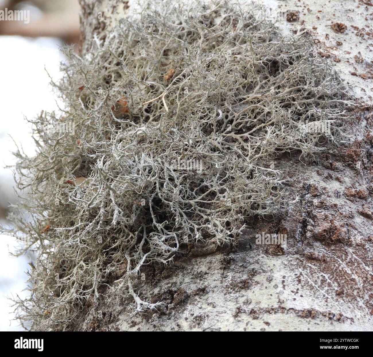 Great Ciliated Lichen (Anaptychia ciliaris Stock Photo - Alamy