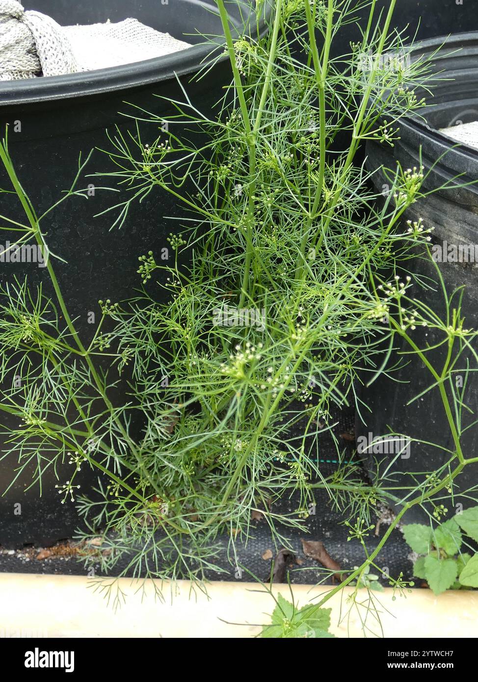 Marsh parsley (Cyclospermum leptophyllum Stock Photo - Alamy