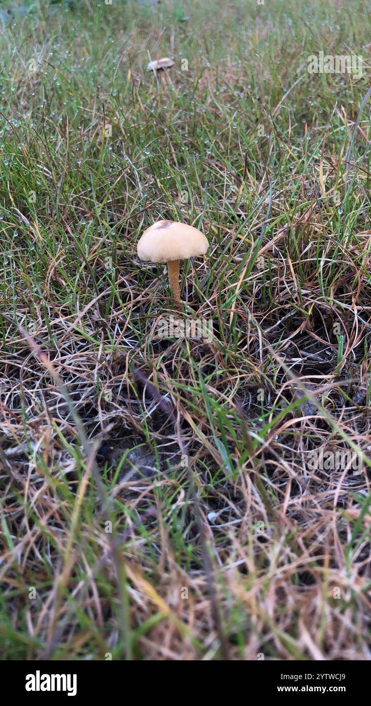 Basidiomycete Fungi (Basidiomycota Stock Photo - Alamy