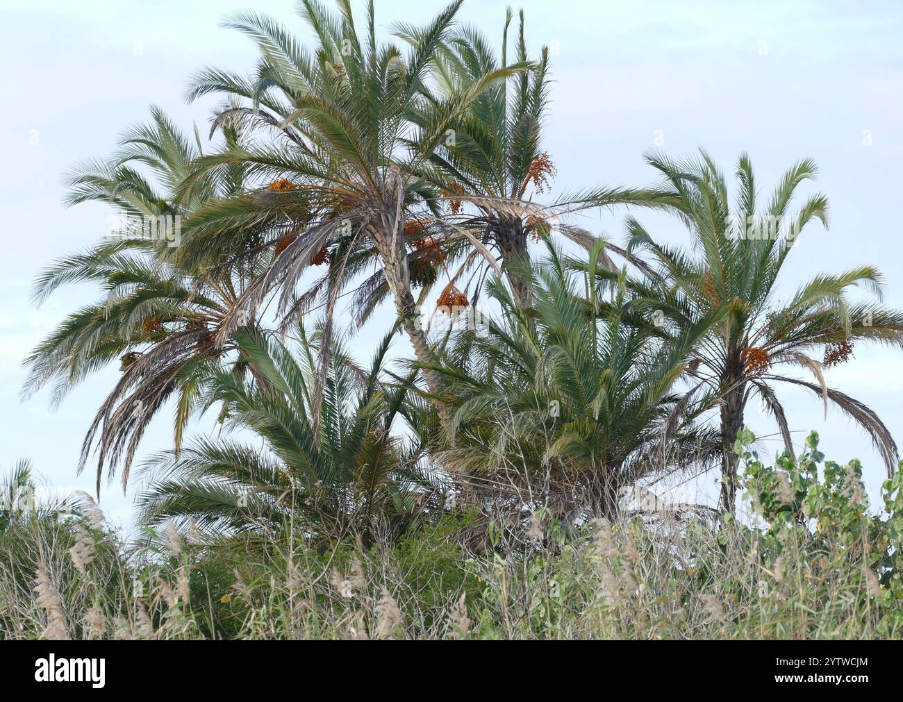 Reclining Date Palm (Phoenix reclinata Stock Photo - Alamy