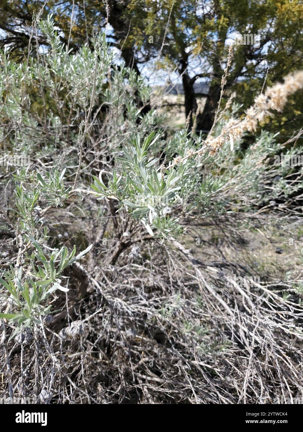 Silver sagebrush artemisia cana hi-res stock photography and images - Alamy