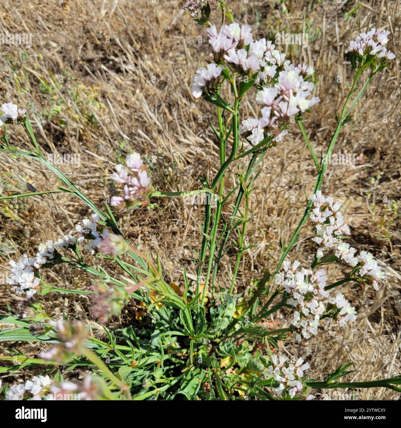 Blue statice (Limonium sinuatum Stock Photo - Alamy