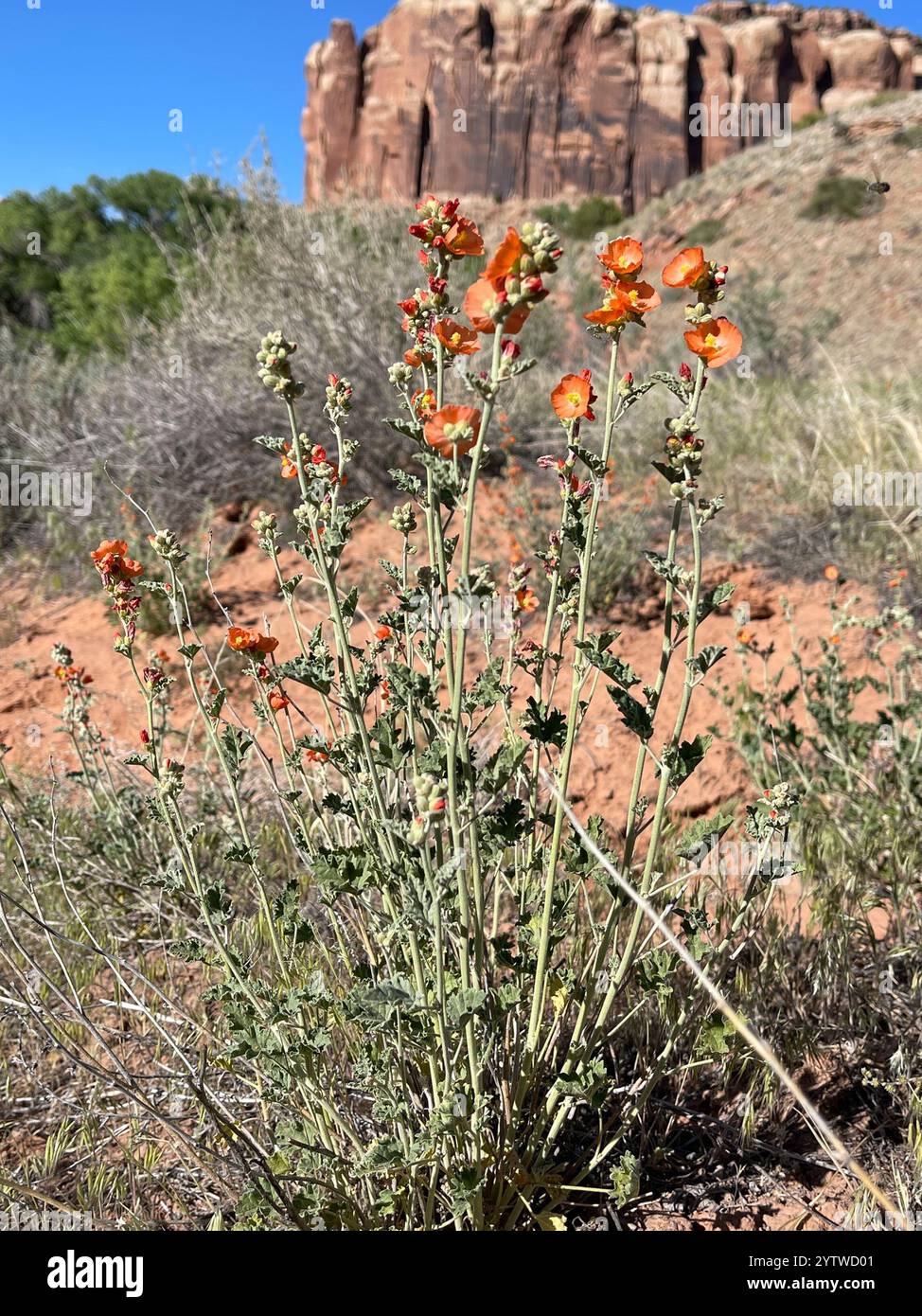 Small-leaf Globemallow (Sphaeralcea parvifolia Stock Photo - Alamy