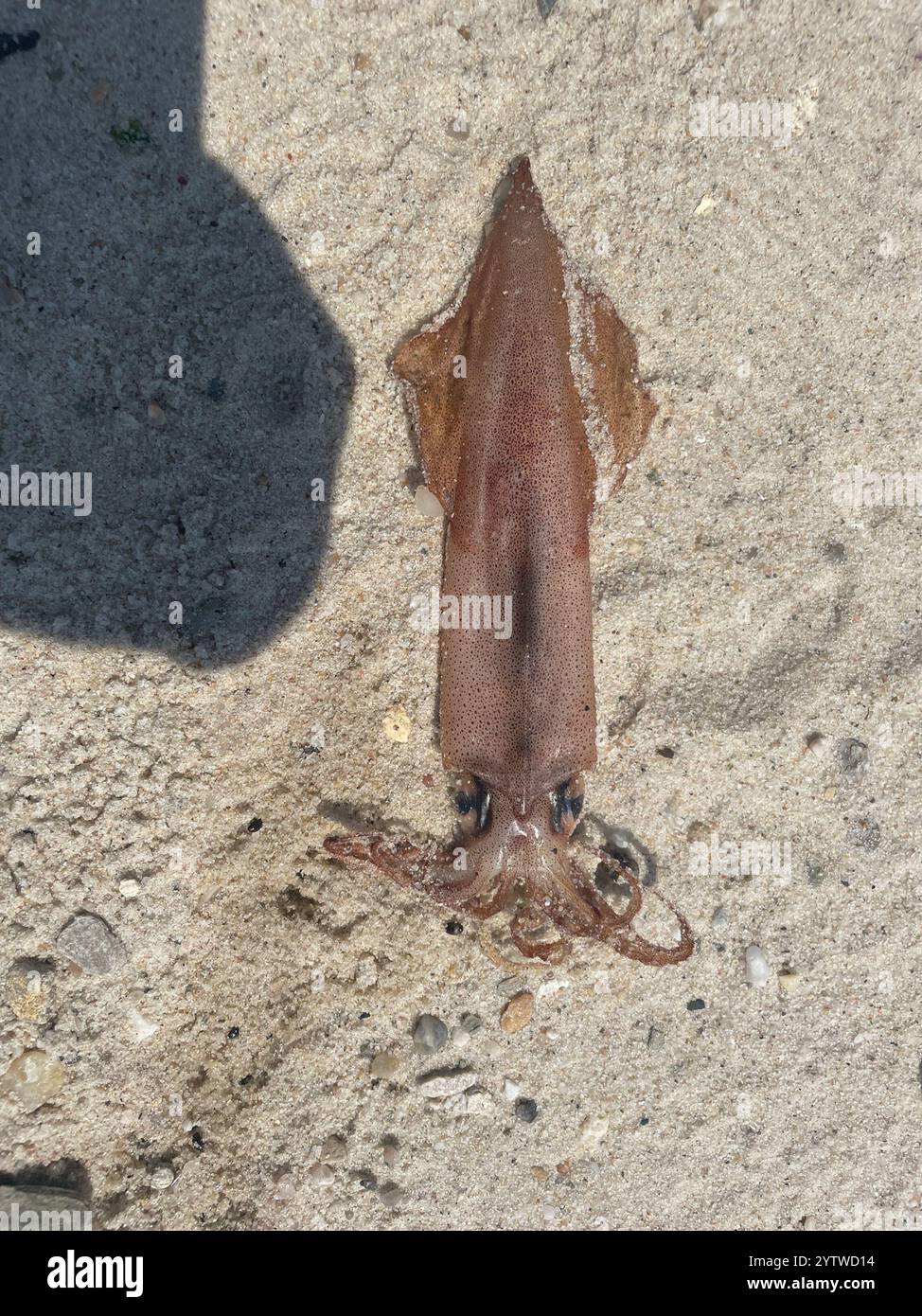 Longfin Inshore Squid (Doryteuthis pealeii Stock Photo - Alamy