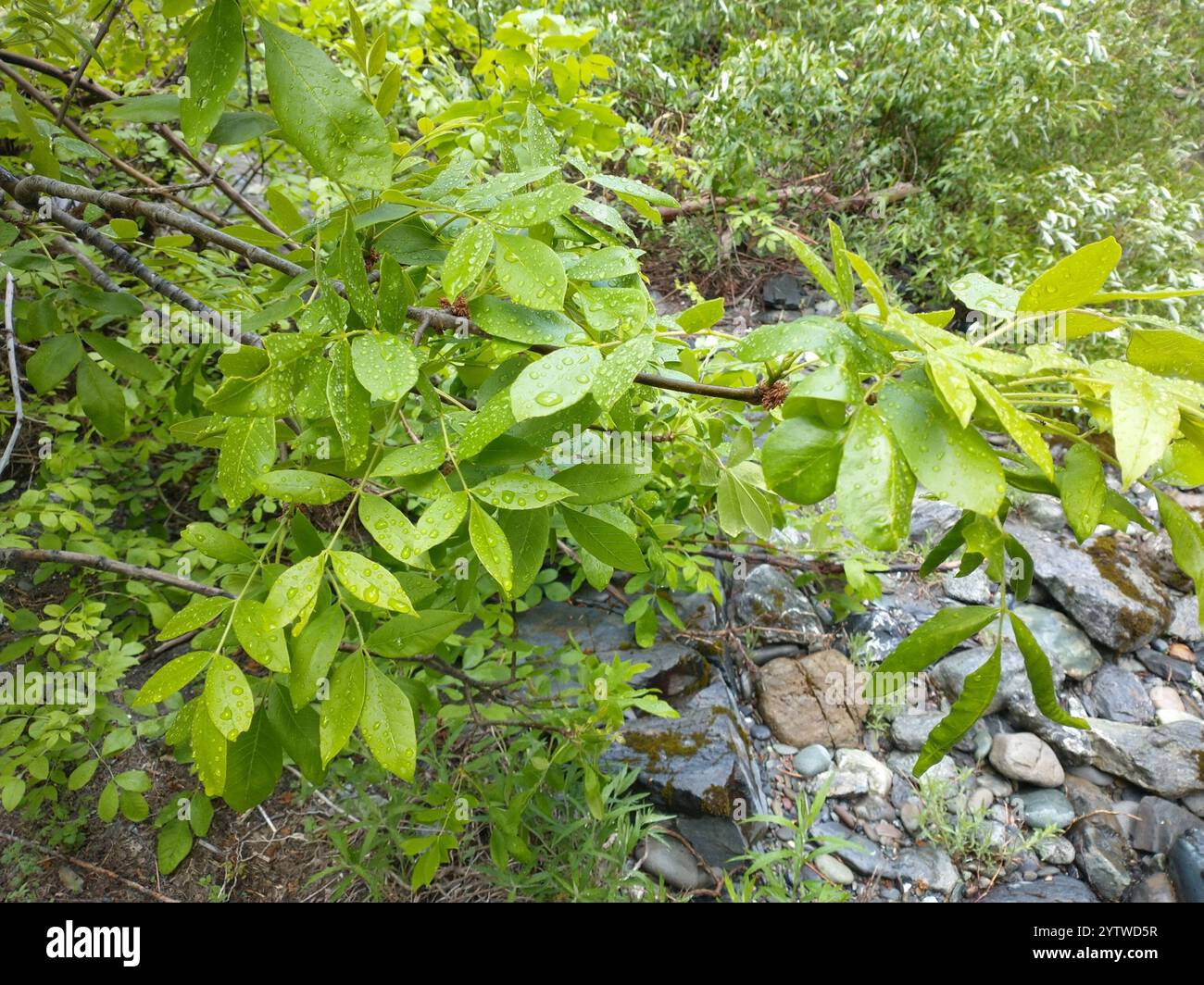 Oregon Ash (Fraxinus latifolia Stock Photo - Alamy