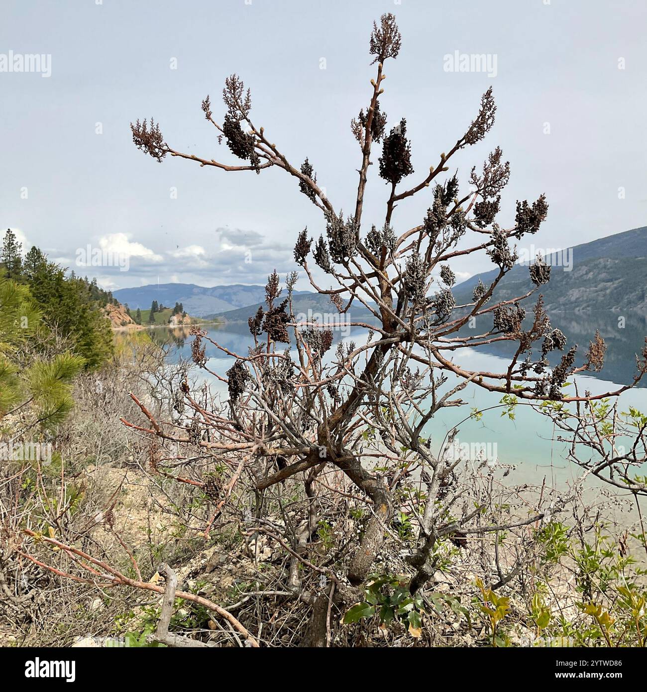 smooth sumac (Rhus glabra Stock Photo - Alamy