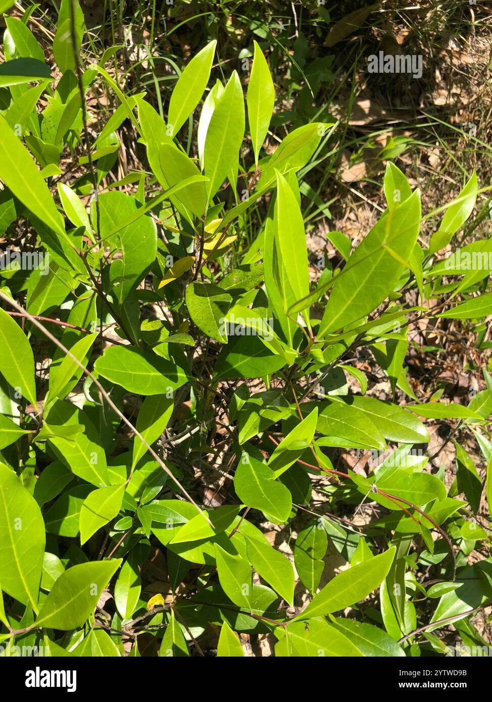 American olive (Cartrema americana Stock Photo - Alamy