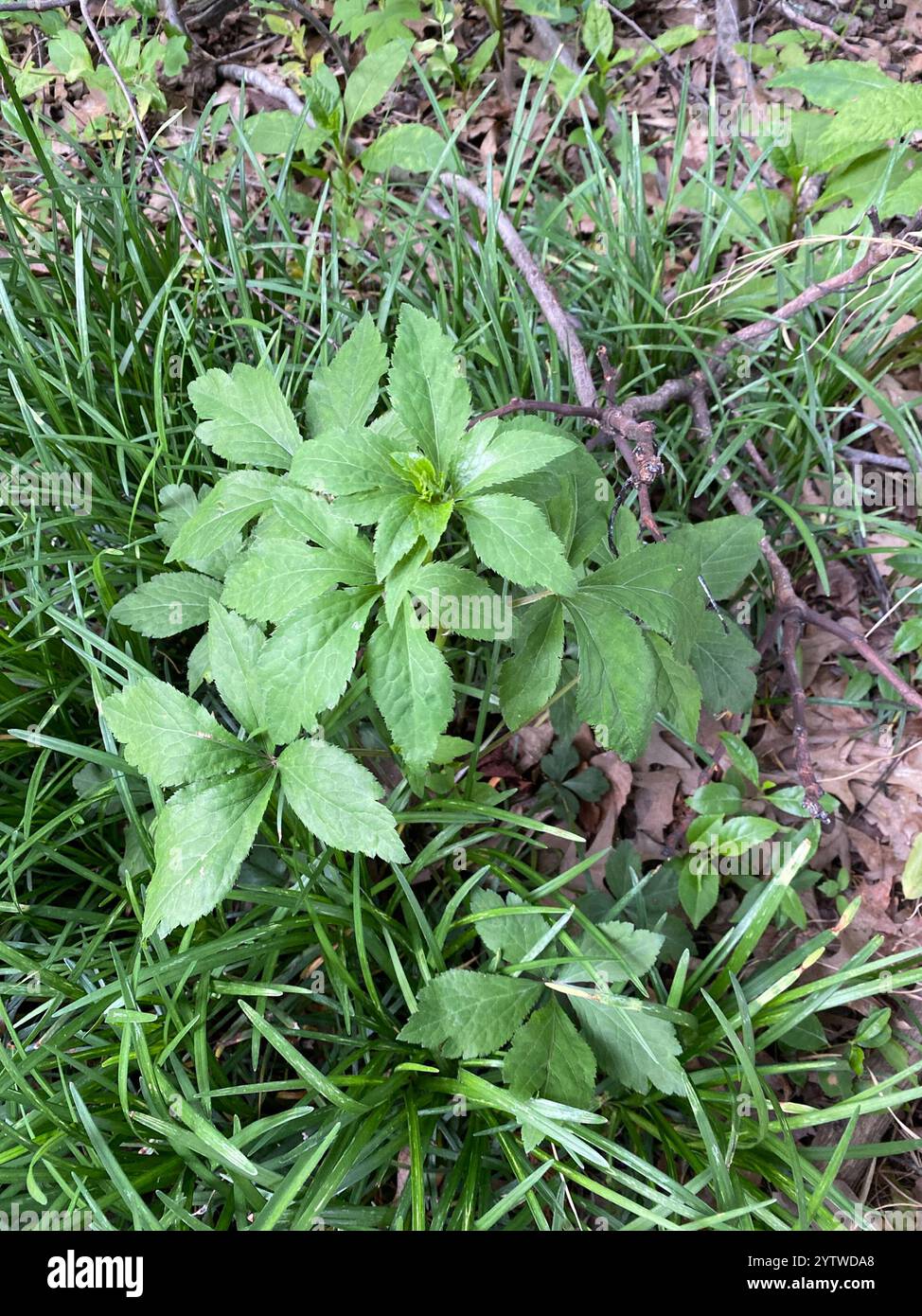 Black Snakeroot (Sanicula canadensis Stock Photo - Alamy