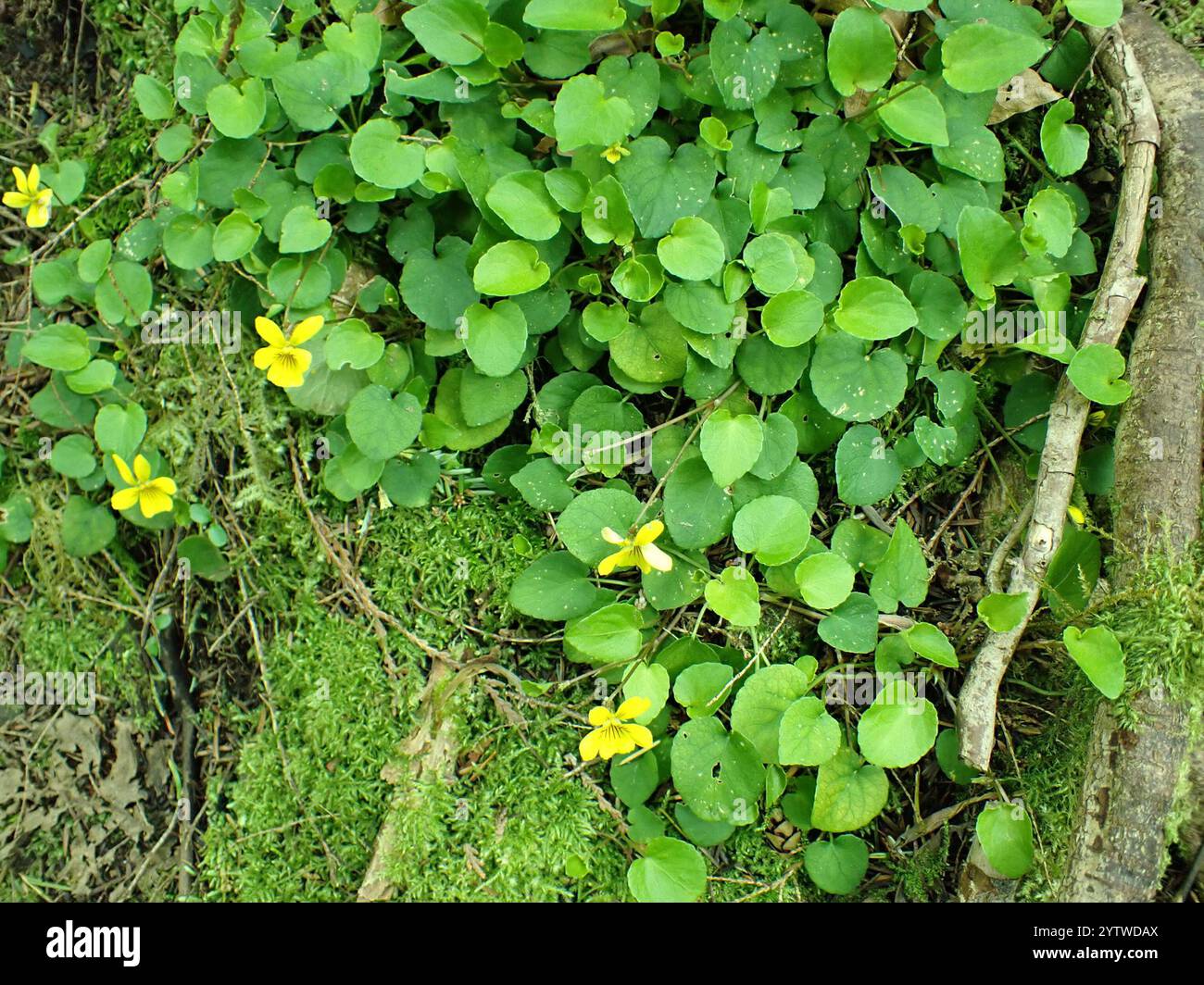 Redwood Violet (Viola sempervirens Stock Photo - Alamy