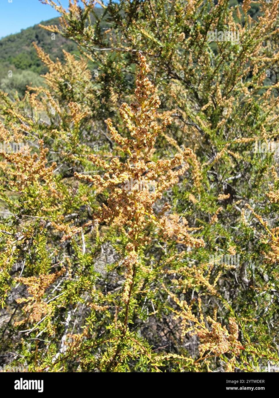 chamise (Adenostoma fasciculatum Stock Photo - Alamy