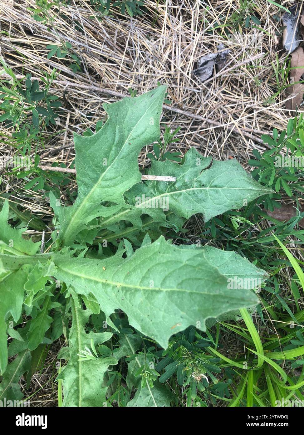 Small-flower Hawk's-beard (Crepis pulchra Stock Photo - Alamy