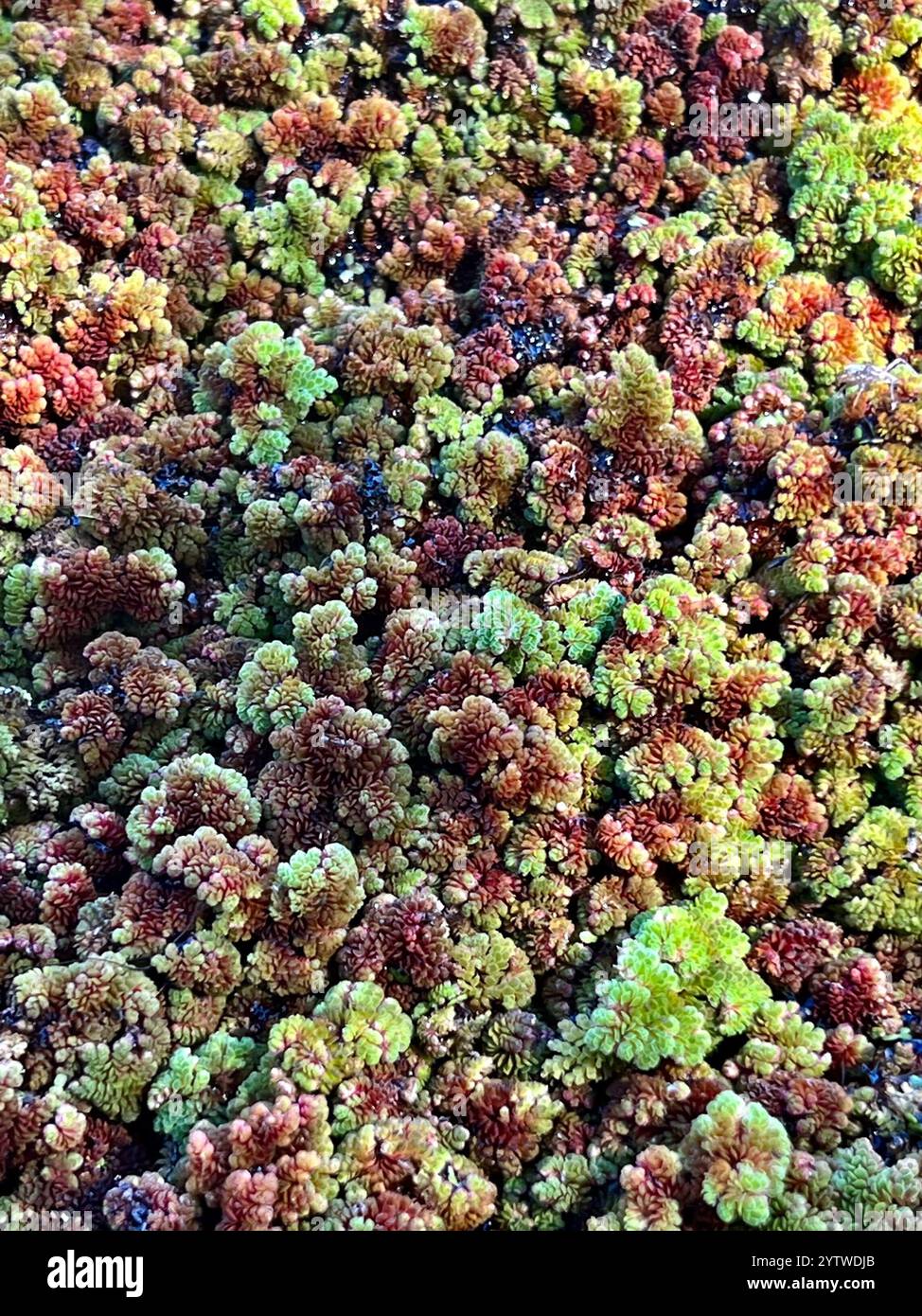 water fern (Azolla filiculoides Stock Photo - Alamy