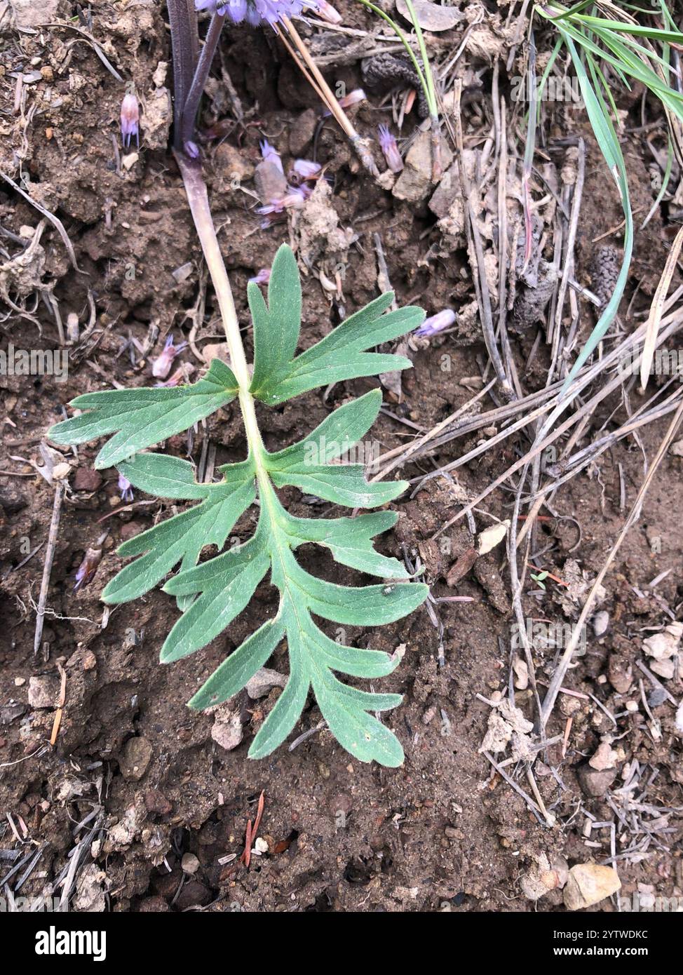 Hydrophyllum capitatum waterleaf hi-res stock photography and images ...
