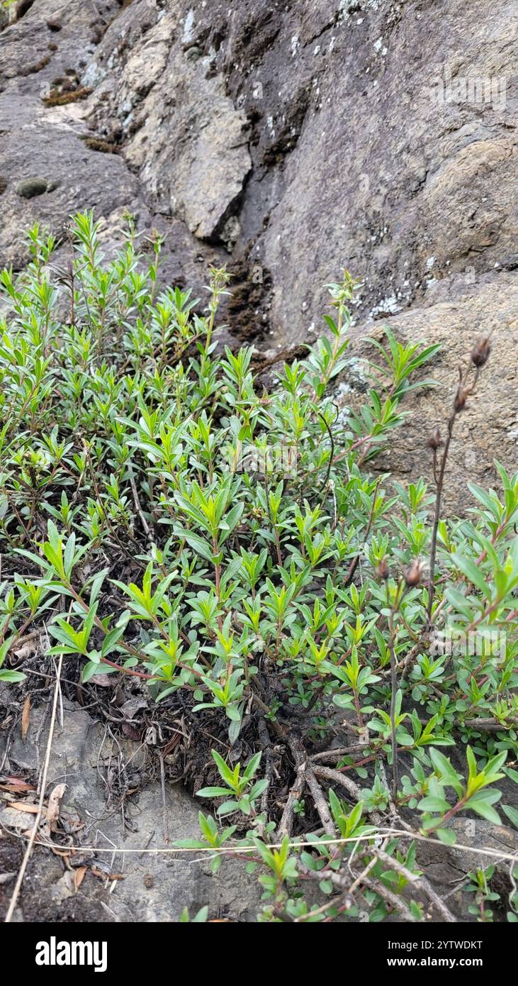 Bush Penstemon (Penstemon fruticosus Stock Photo - Alamy