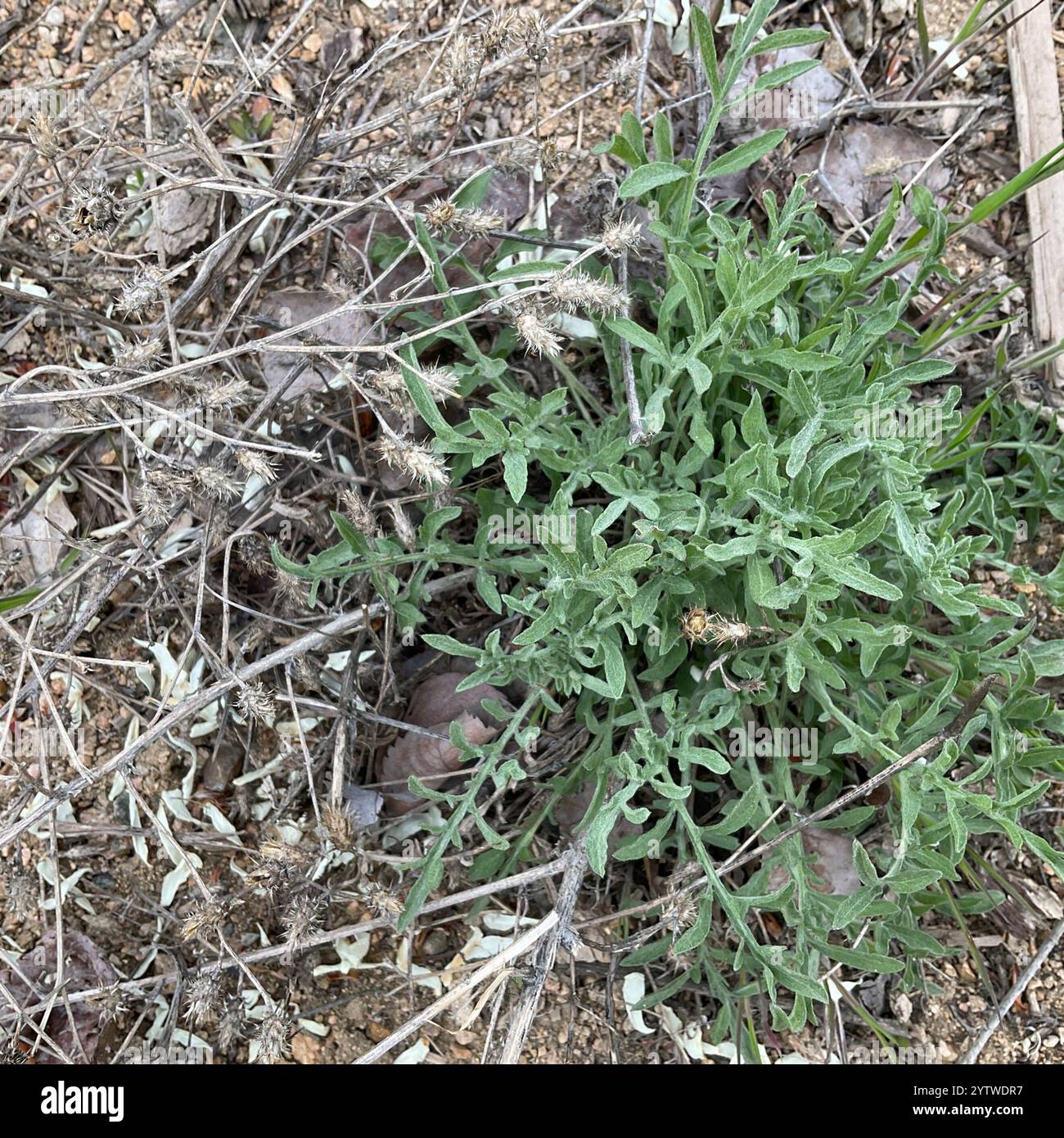 Centaurea diffusa hi-res stock photography and images - Alamy