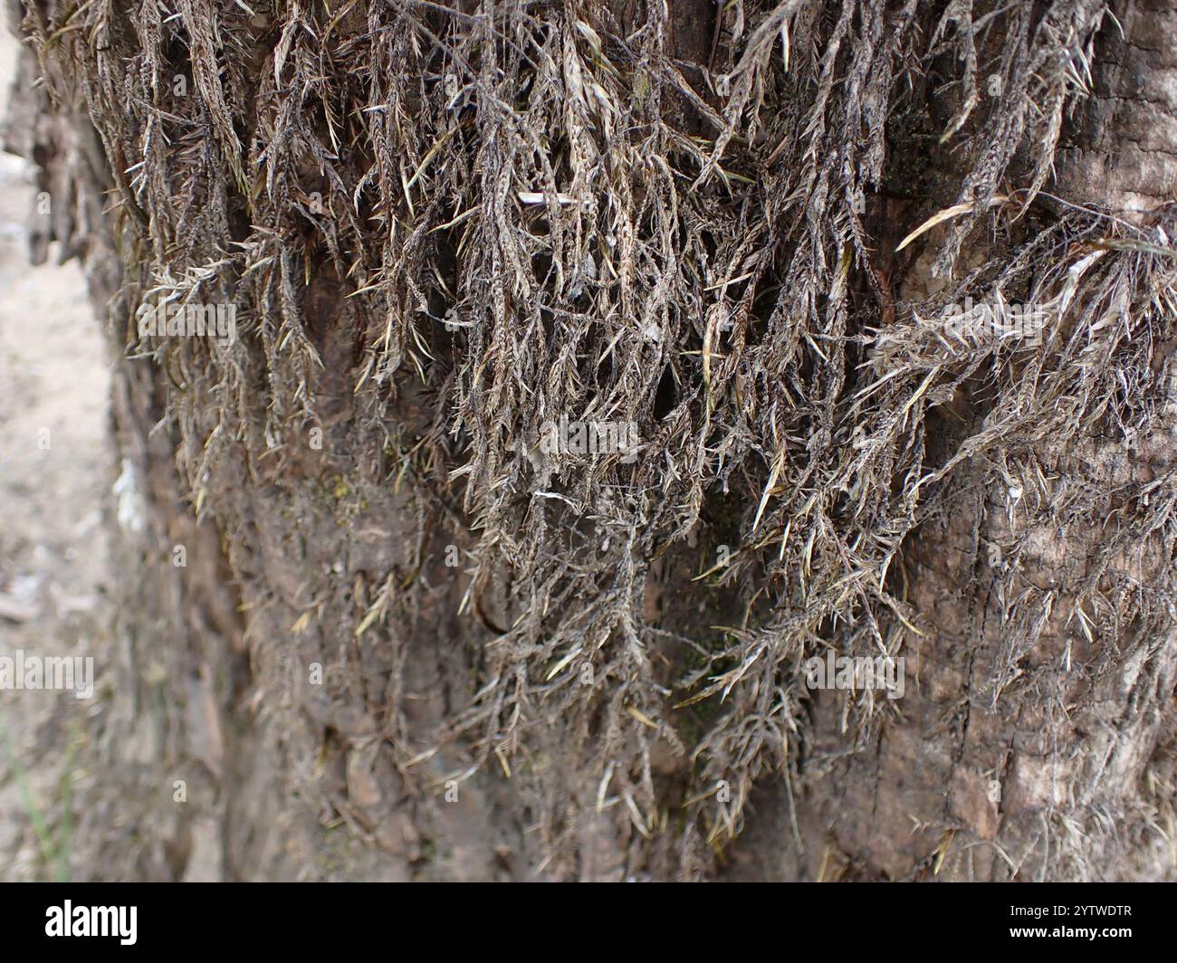 Willow Moss (Fontinalis antipyretica Stock Photo - Alamy