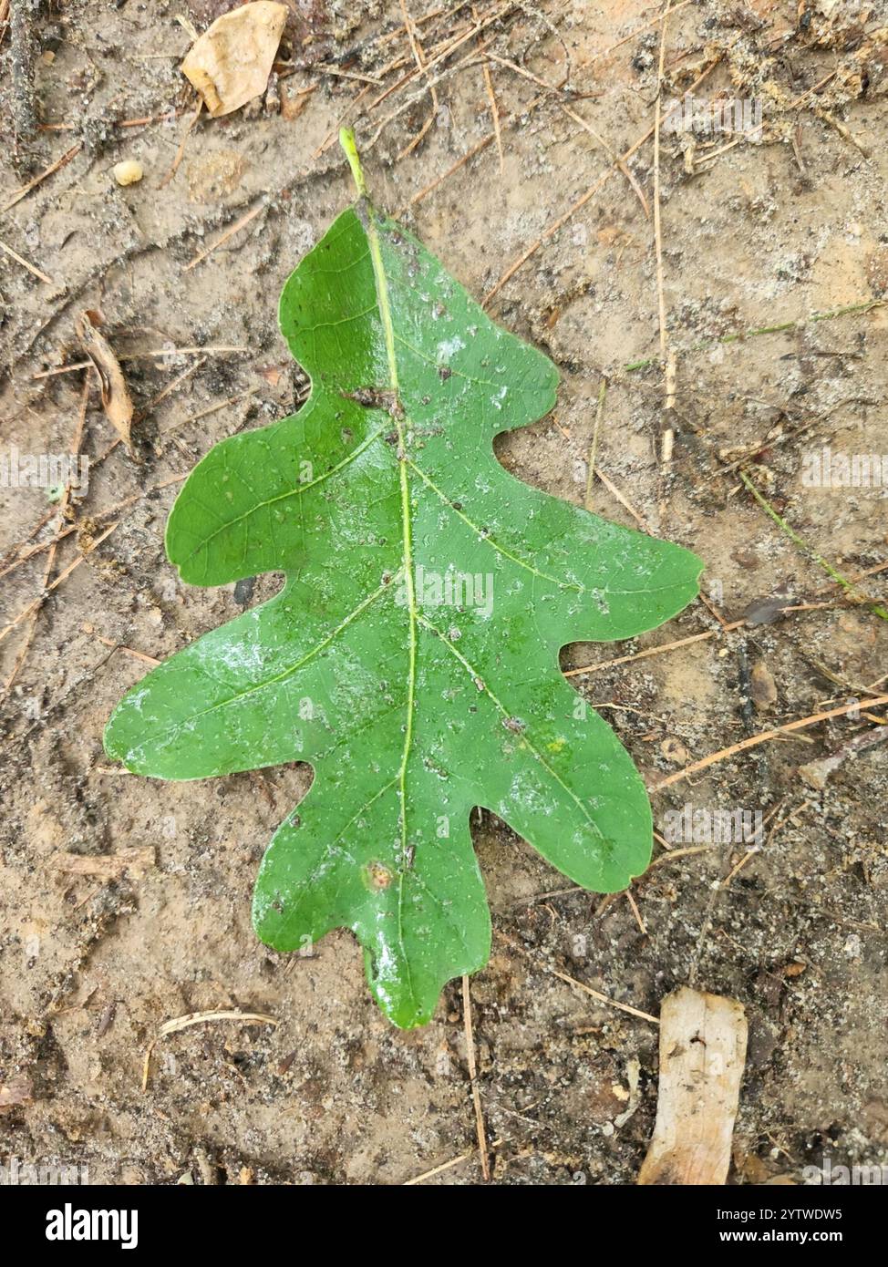 white oak (Quercus alba Stock Photo - Alamy