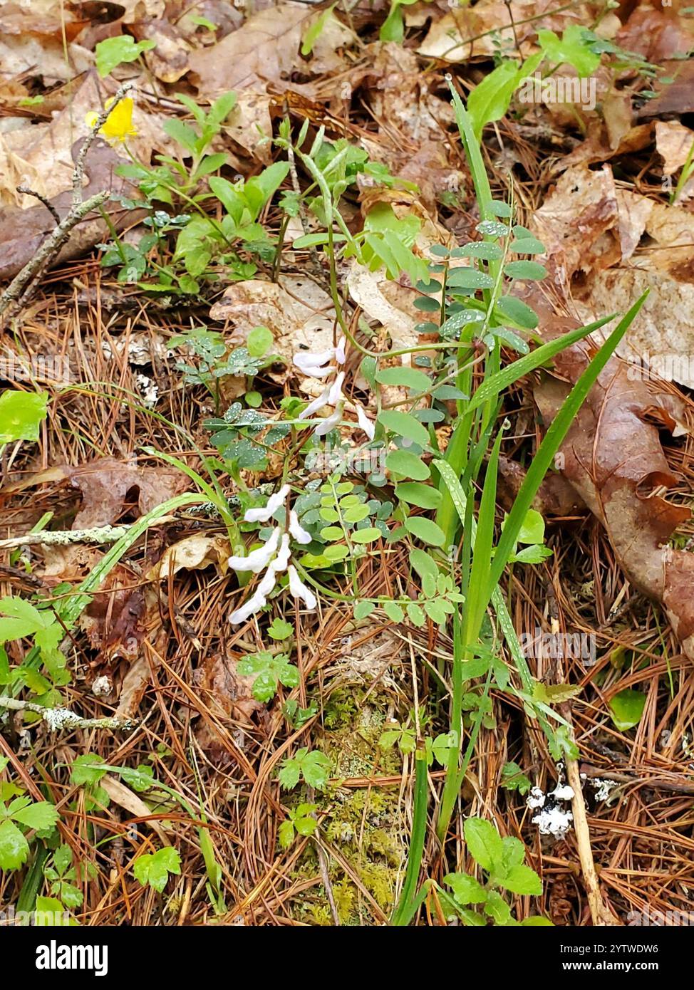 Carolina Vetch (Vicia caroliniana Stock Photo - Alamy