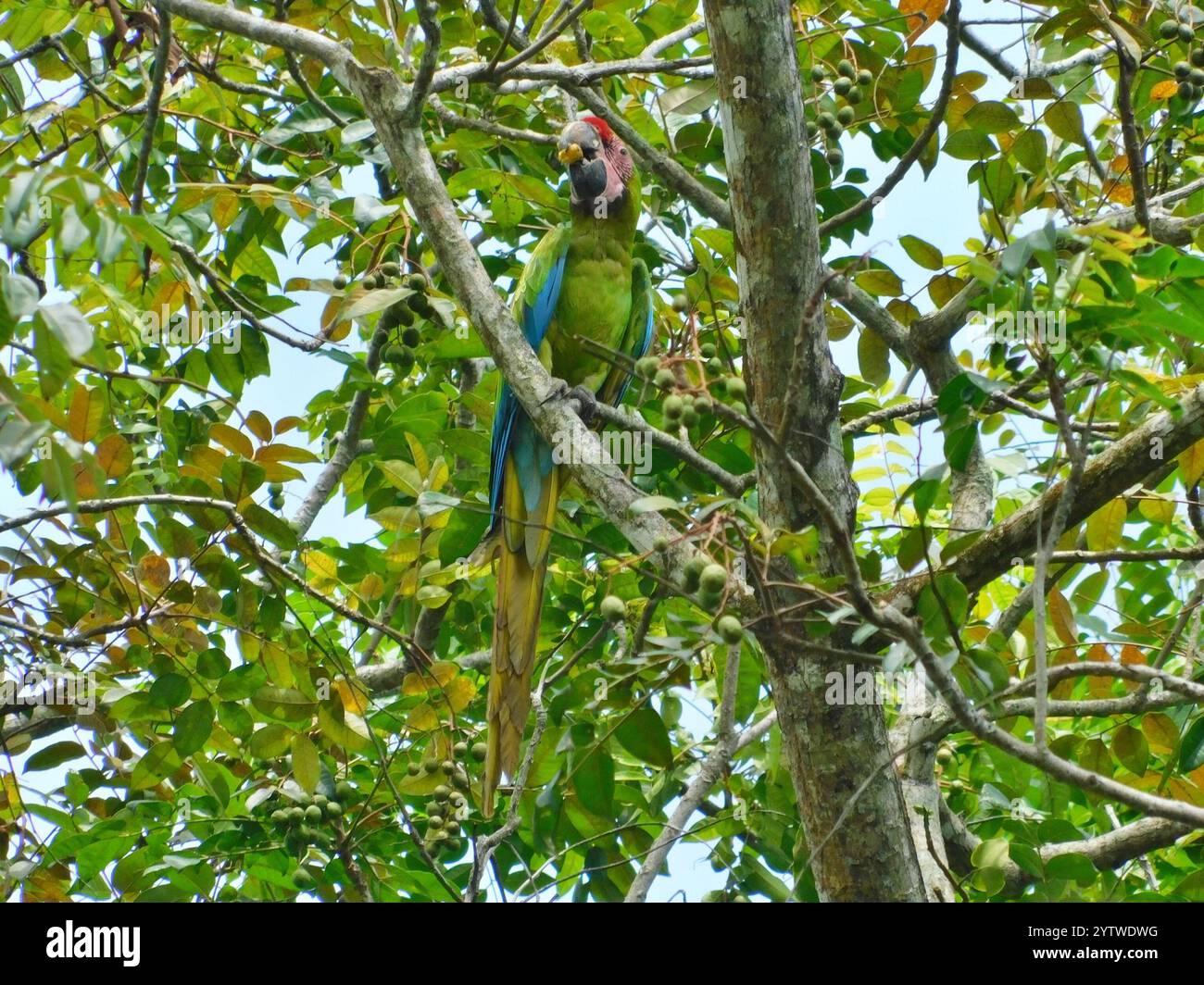 Great Green Macaw (Ara ambiguus Stock Photo - Alamy