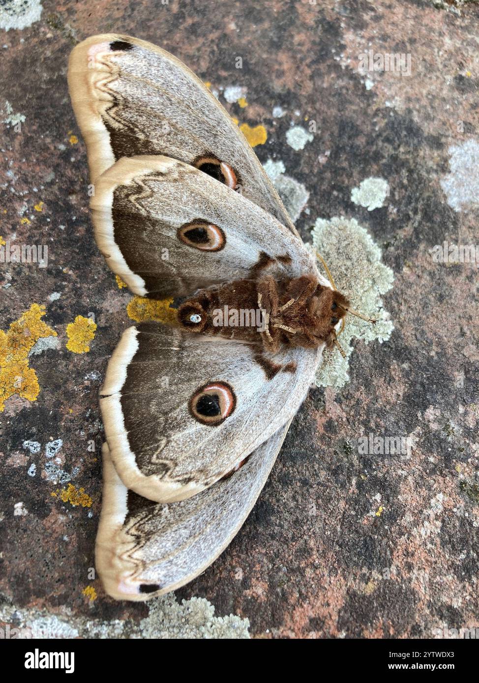 Giant Peacock Moth (Saturnia pyri Stock Photo - Alamy