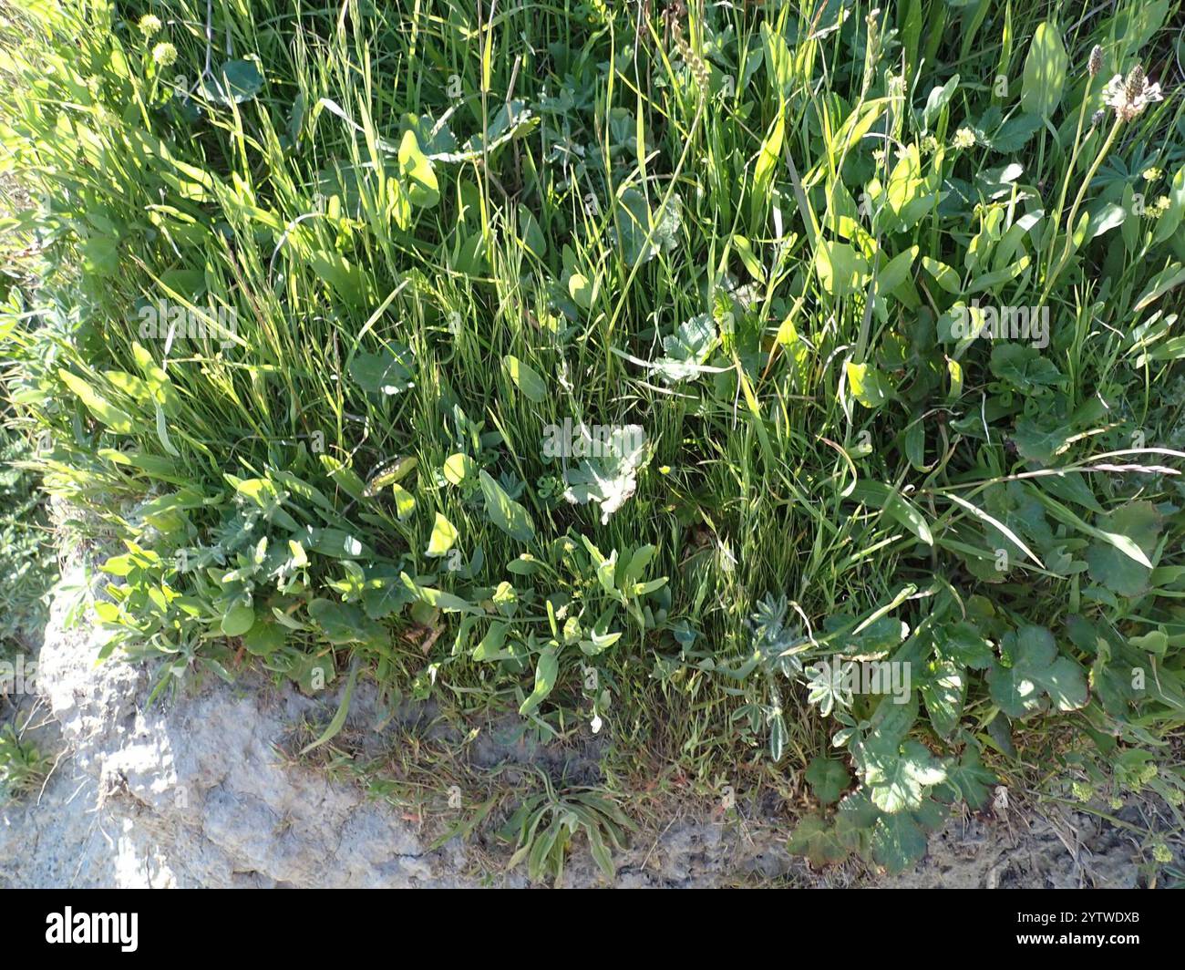 Spotted medick hi-res stock photography and images - Alamy