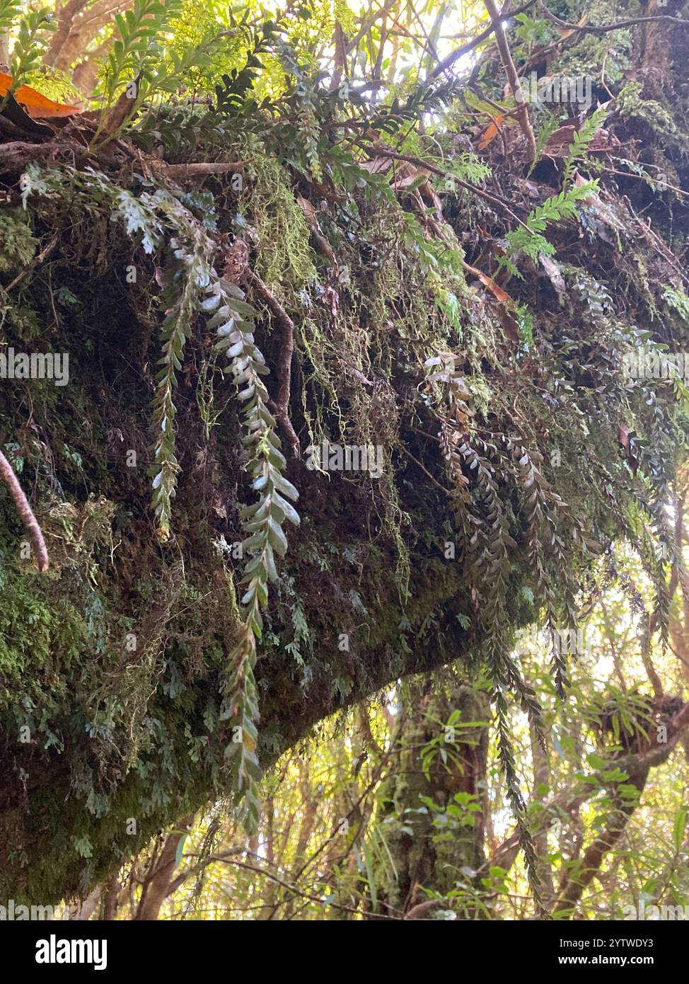 Fork Fern (Tmesipteris tannensis Stock Photo - Alamy