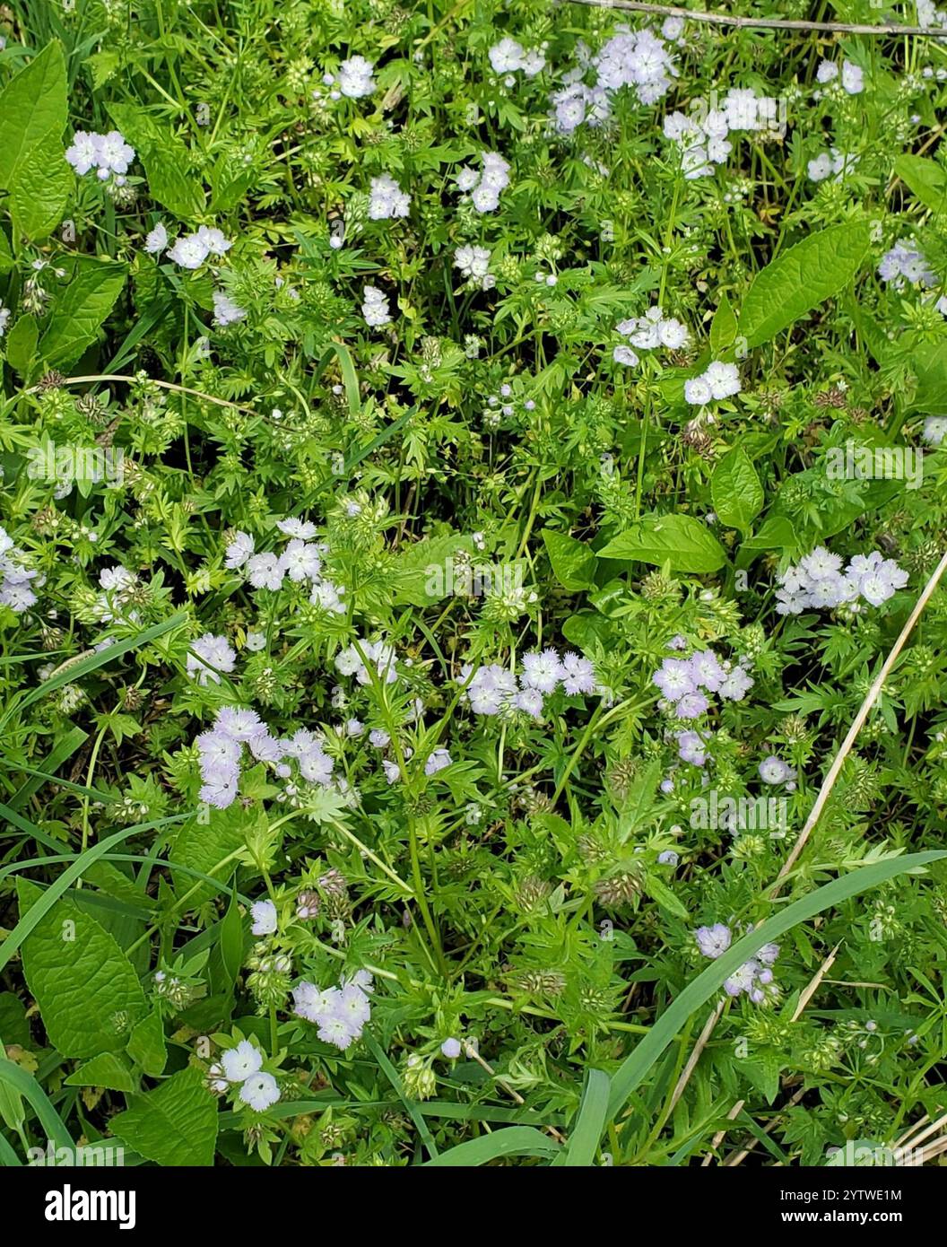Miami Mist (Phacelia purshii Stock Photo - Alamy