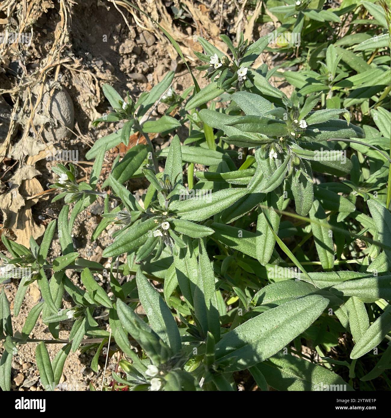 corn gromwell (Buglossoides arvensis Stock Photo - Alamy