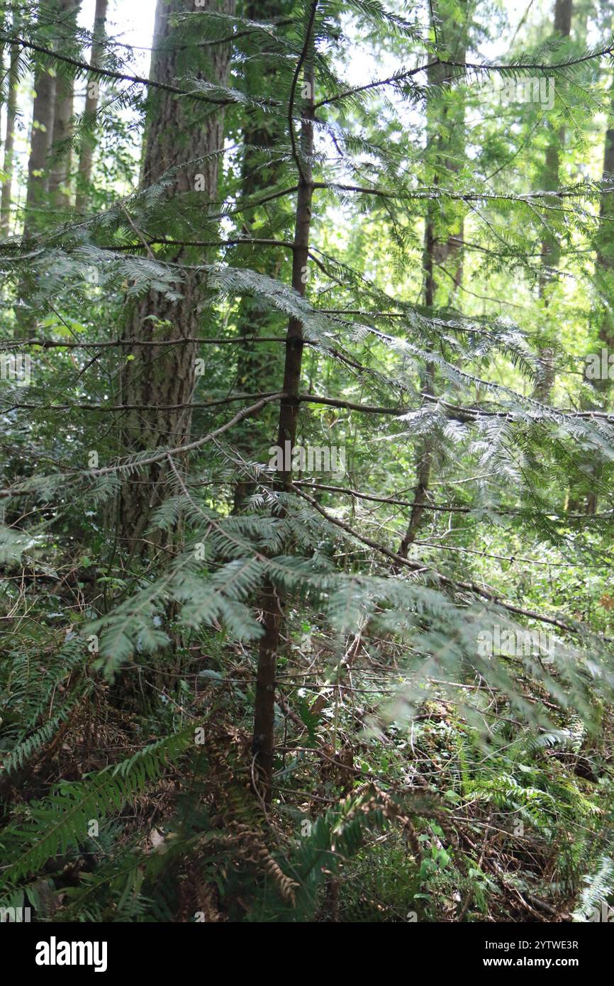 grand fir (Abies grandis Stock Photo - Alamy