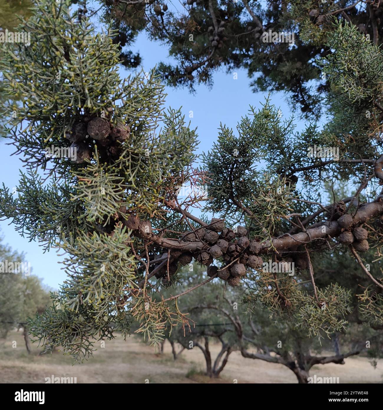 Mediterranean cypress (Cupressus sempervirens Stock Photo - Alamy