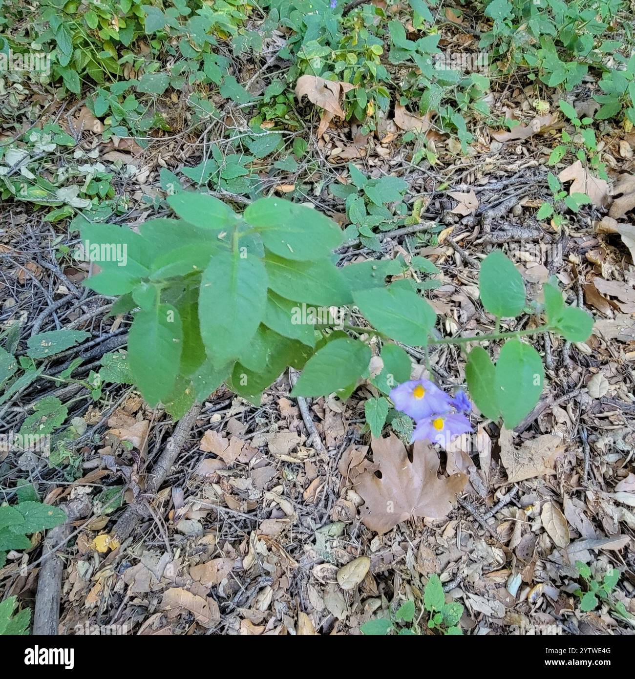 purple nightshade (Solanum xanti Stock Photo - Alamy