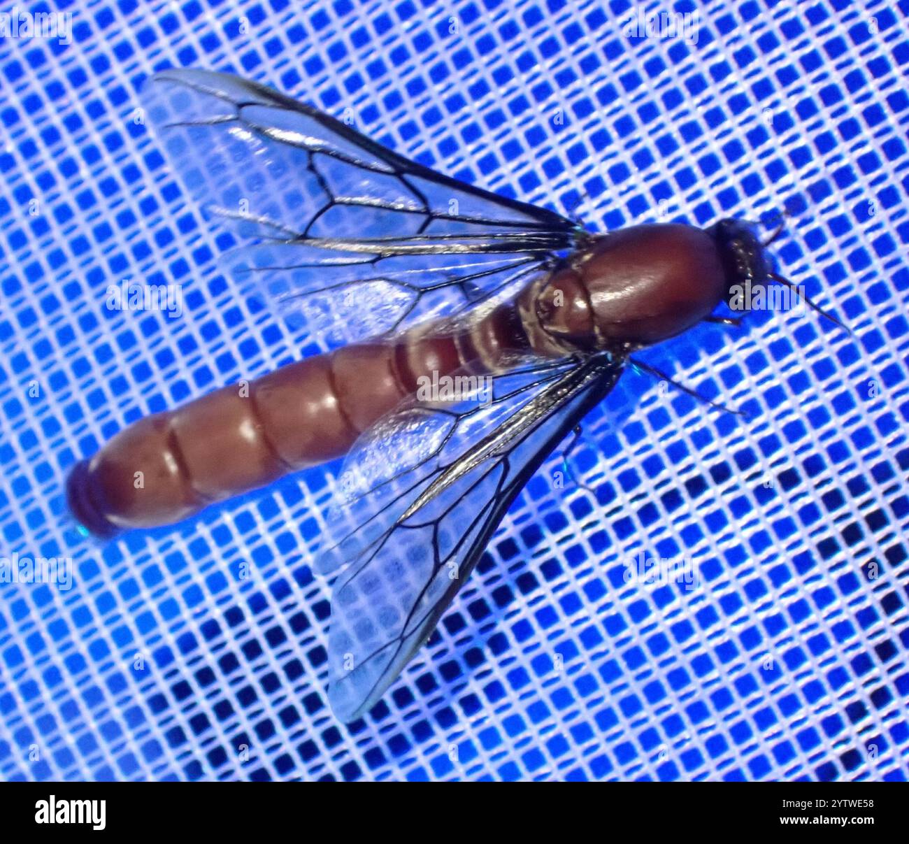 Driver Ants and Allies (Dorylus Stock Photo - Alamy