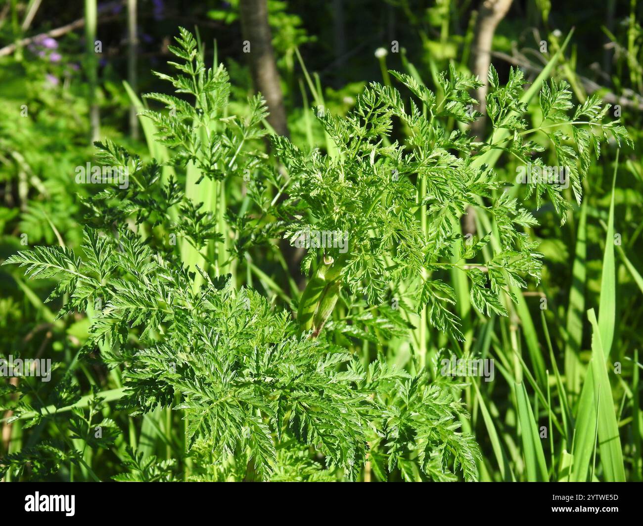 poison hemlock (Conium maculatum Stock Photo - Alamy