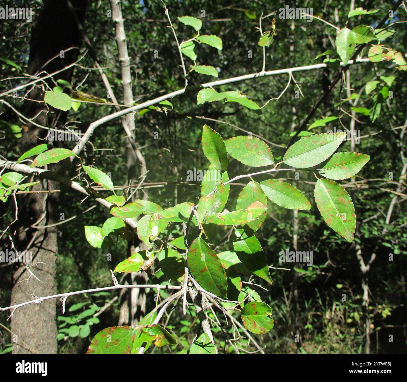 tamboti (Spirostachys africana Stock Photo - Alamy