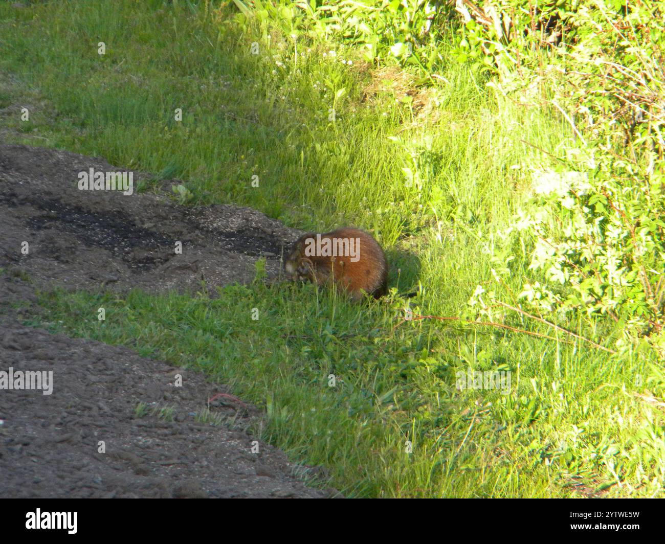 Muskrat (Ondatra zibethicus Stock Photo - Alamy